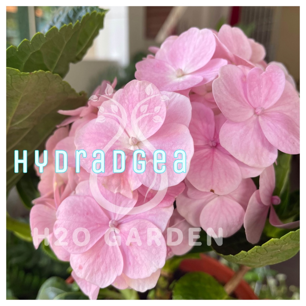H2O - Hydrangea Flower Bunga tiga Bulan 绣球花 Live Plant [colour random ...