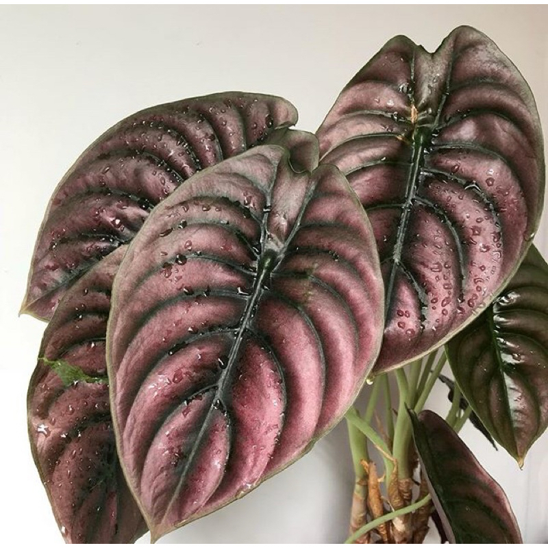 Alocasia Cuprea Red Secret (small size) | Shopee Malaysia