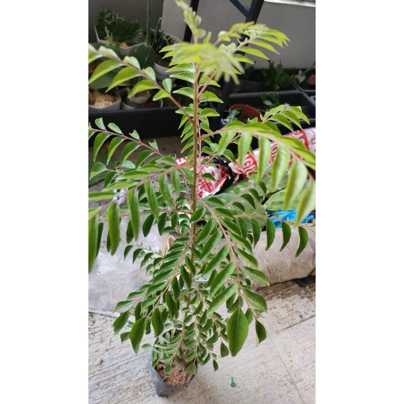 Kari Batang Merah besar @ Urat Merah @ Curry Leave | Shopee Malaysia