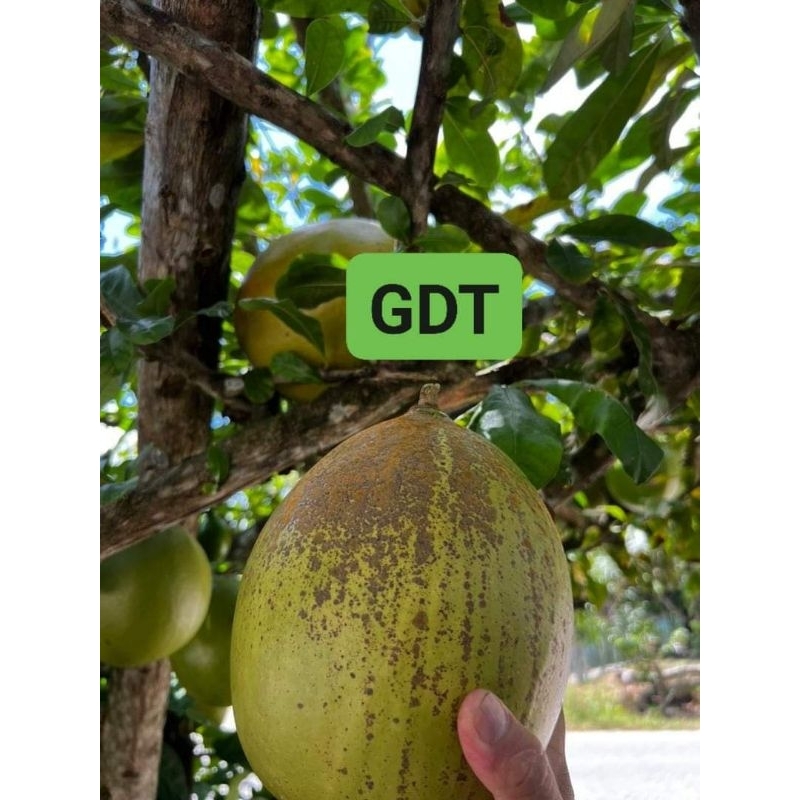 Buah Labu Kayu - Sangat berkhasiat | Shopee Malaysia