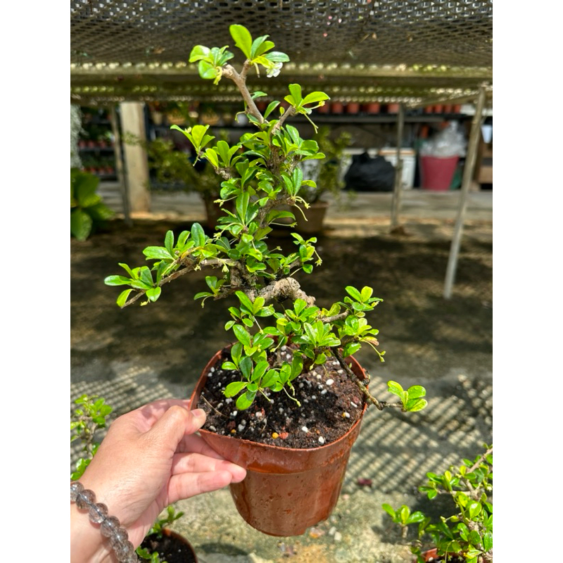 【TW668】 Fukien tea tree carmona retusa tree houseplant gardening ...