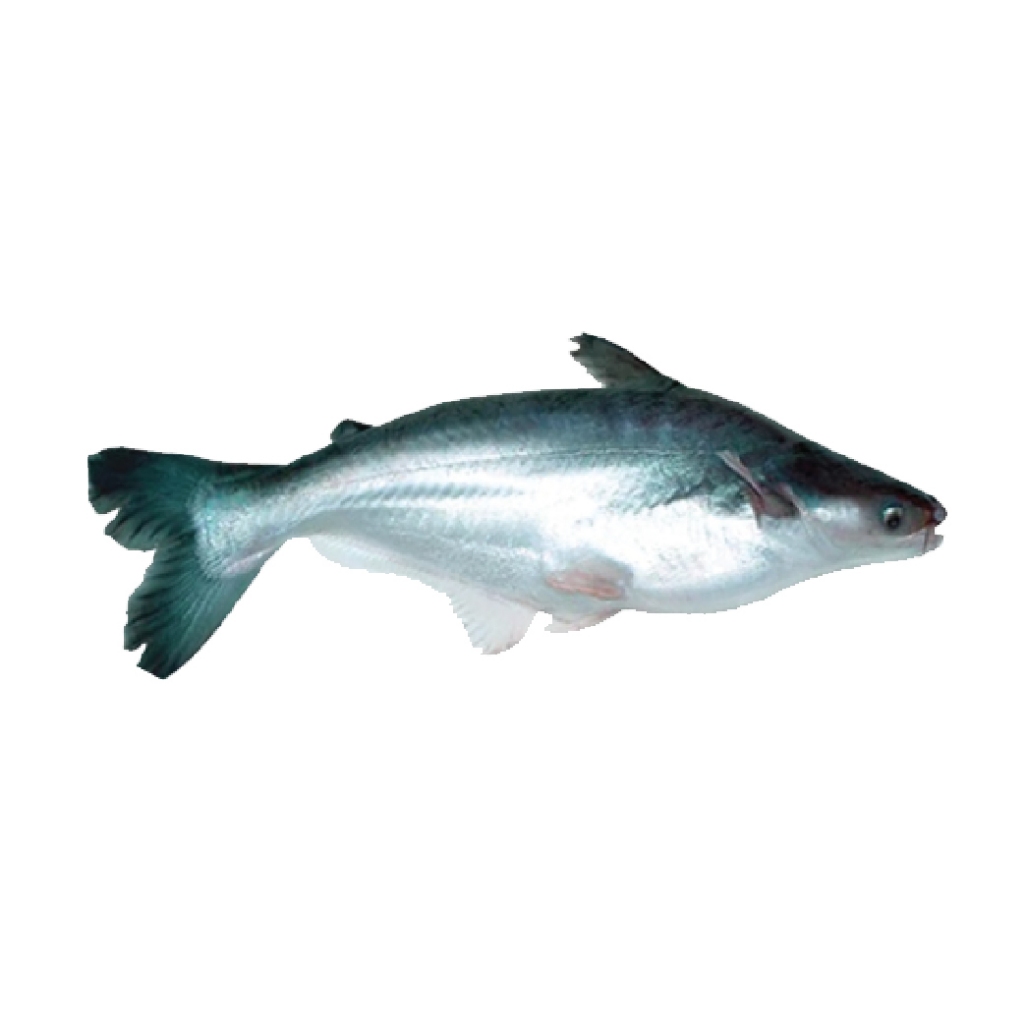 LIVE PATIN MEKONG 高旗巴丁 | Shopee Malaysia