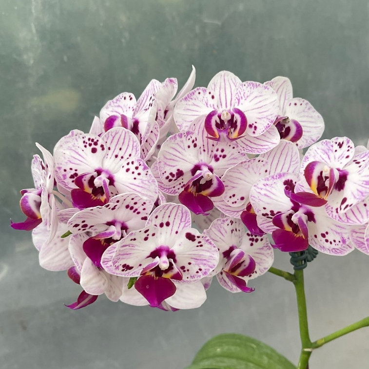 Phalaenopsis Pink Stripes Red-Lip | Mini Moth Orchid | Shopee Malaysia