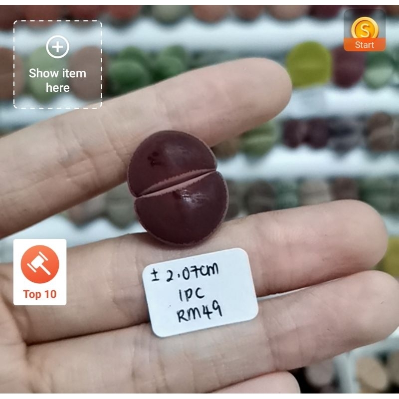 KO full window lithops 全窗KO | Shopee Malaysia