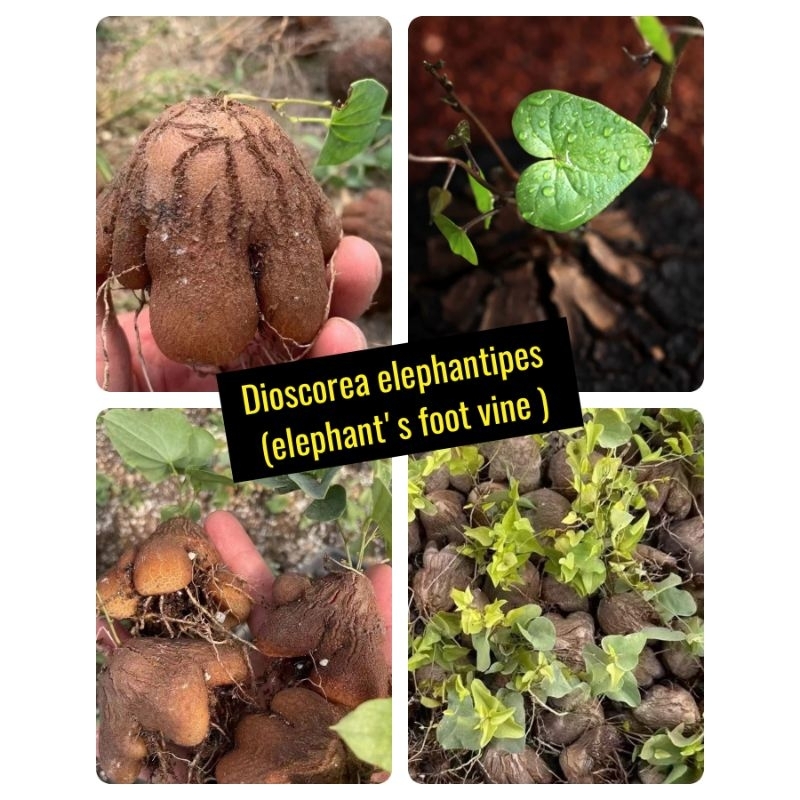 Dioscorea elephantipes (elephant's foot vine ) 象足龟甲龙 | Shopee Malaysia