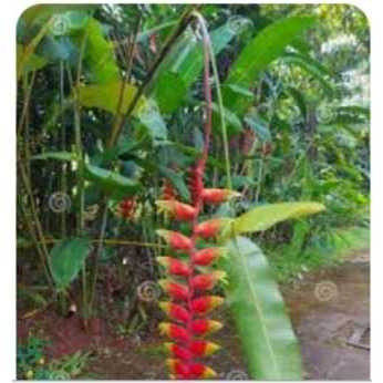 Rizom pokok sepit udang /heliconia rostrata (1 set -2 x rizom )(pokok ...