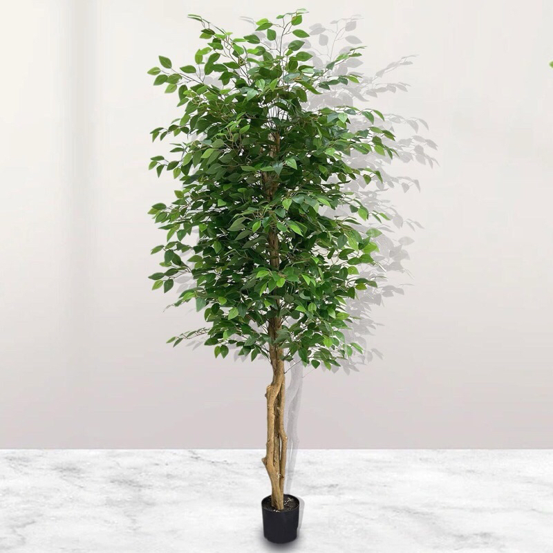 Artificial Ficus Banyan Tree (DAUN HIJAU)Variegated Leaves Fejka ...