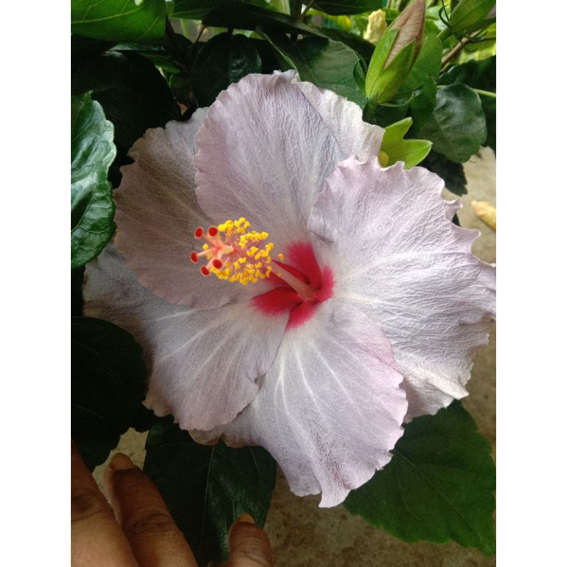 🔥🔥Bunga Raya Hybrid No.54🔥🔥 | Shopee Malaysia