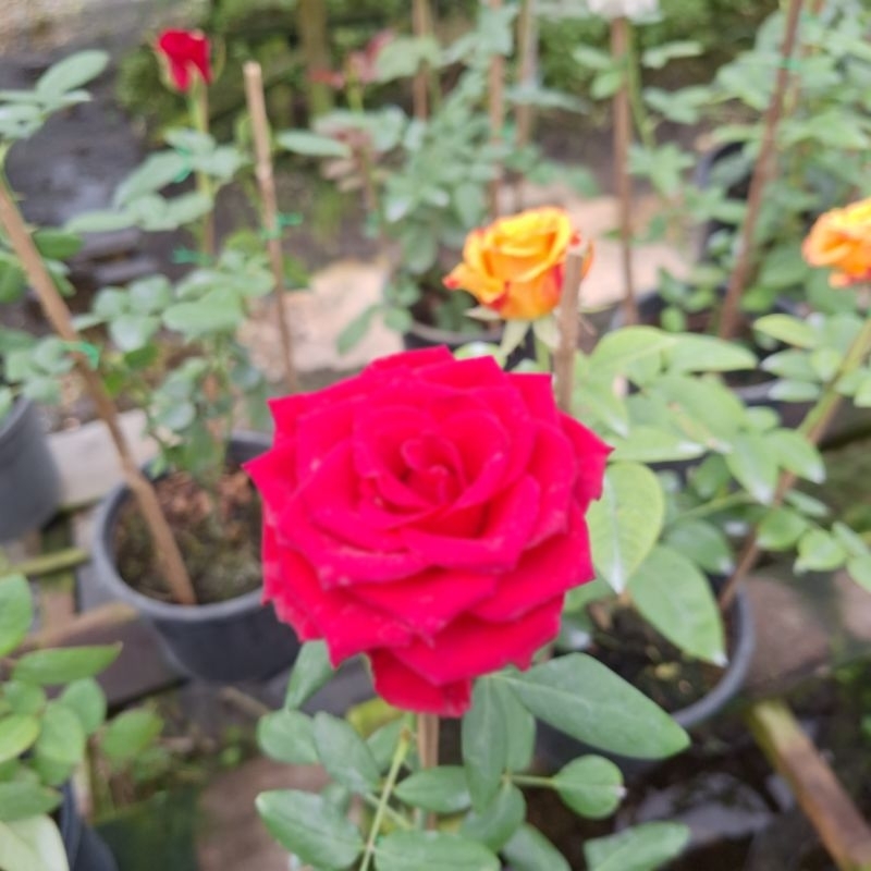 Bunga rose kampung bunga size 2-3inci 🌹new stok 🌹💐 | Shopee Malaysia