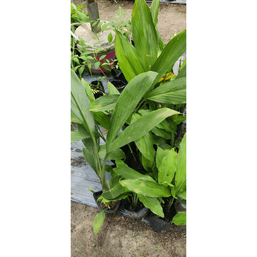 ANAK POKOK PEPIJAT,CEMOMOK,KESING(ELETTARIOPSIS CURTISII) | Shopee Malaysia