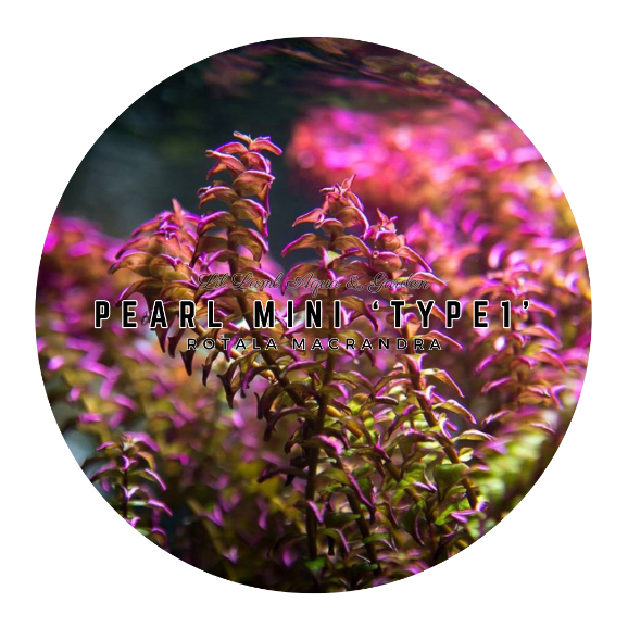 [Aquatic Plant] Rotala Macrandra Mini Pearl Type 1 Stem Plants Rare ...