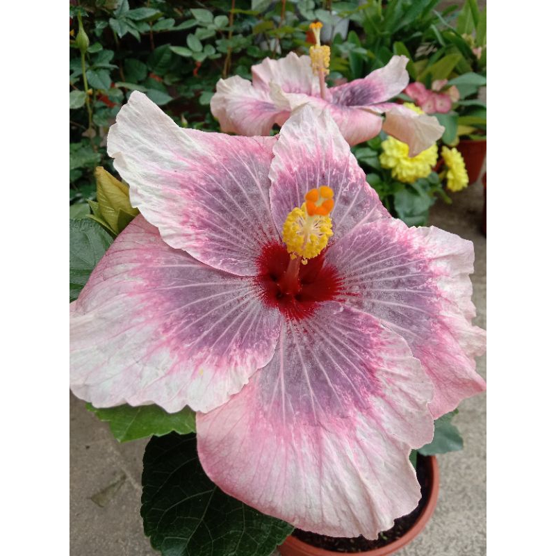 🔥🔥Bunga Raya Limited No.01🔥🔥 | Shopee Malaysia