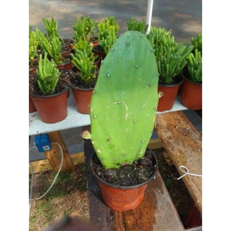 Buy 1 Free 1 Opuntia cactus big size / nopal cactus/kaktus besar ...