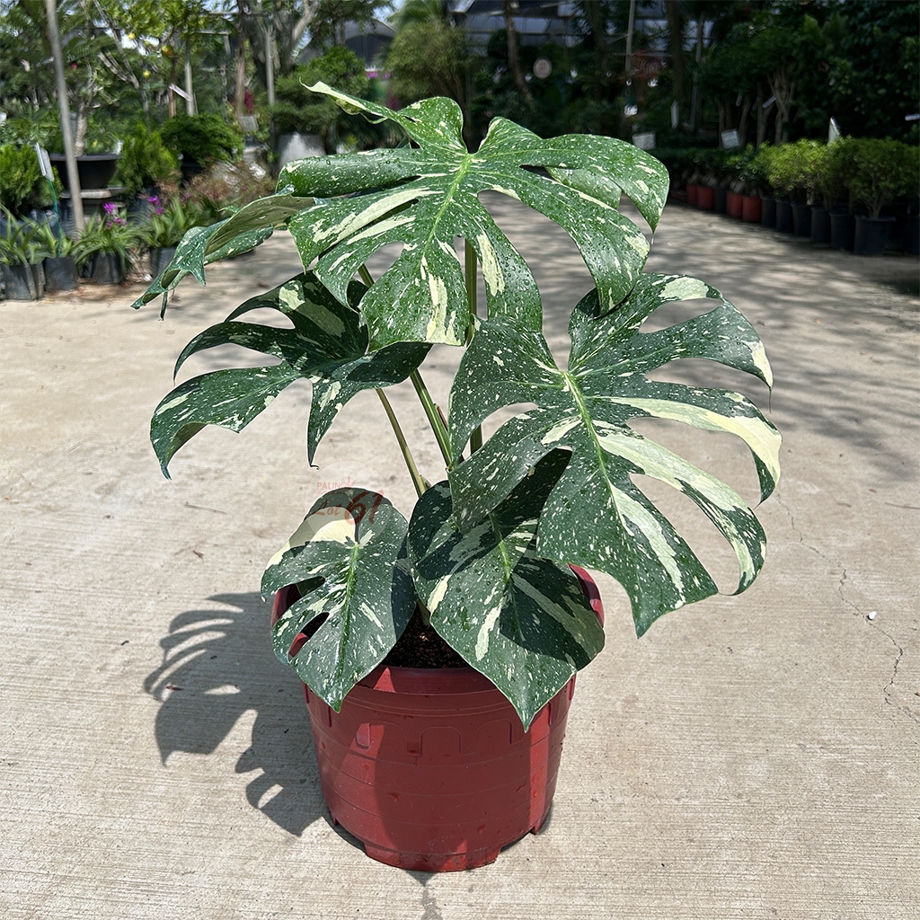 [Paling Horticulture Sdn Bhd] Monstera Deliciosa Variegated - Rare ...