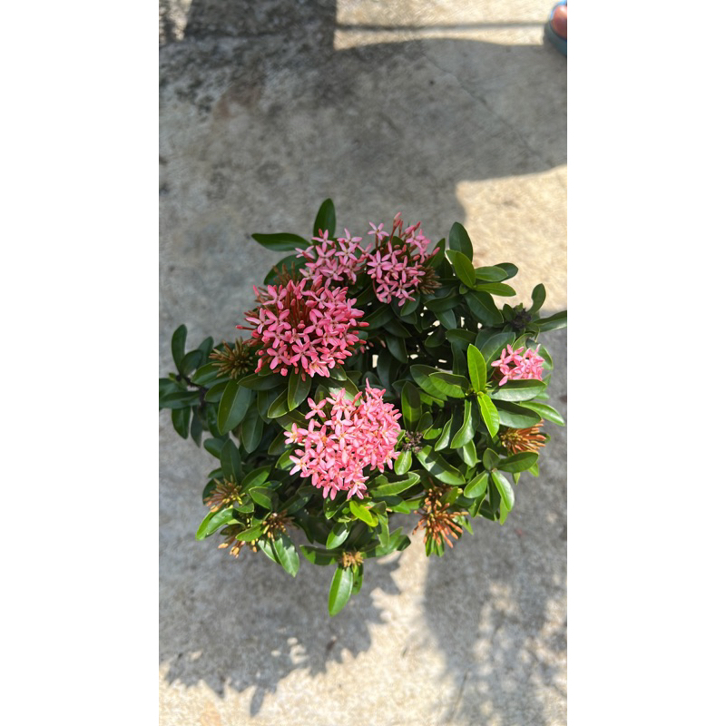 Ixora Pink / Pokok Bunga Jenjarum | Shopee Malaysia