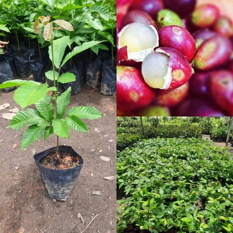 -Anak Pokok Matoa merah/Pokok Longan Brazil/Buah Kristal | Shopee Malaysia