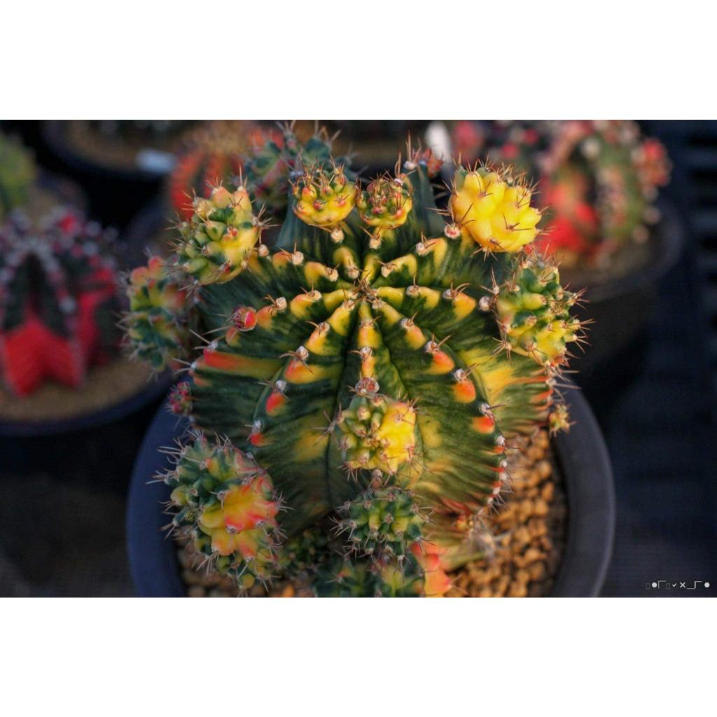 K3 ID CACTUS (OFFSETS with short roots) | Shopee Malaysia