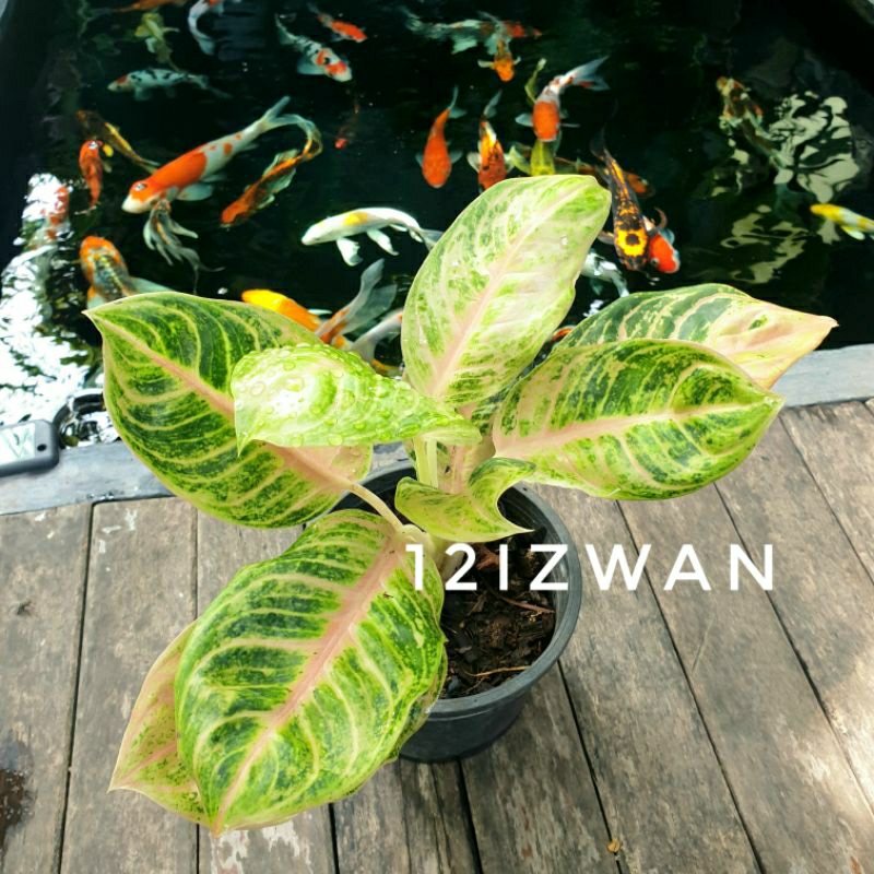 Pokok Hiasan Hidup Aglonema / Aglaonema / Chinese Evergreen Tiger live ...