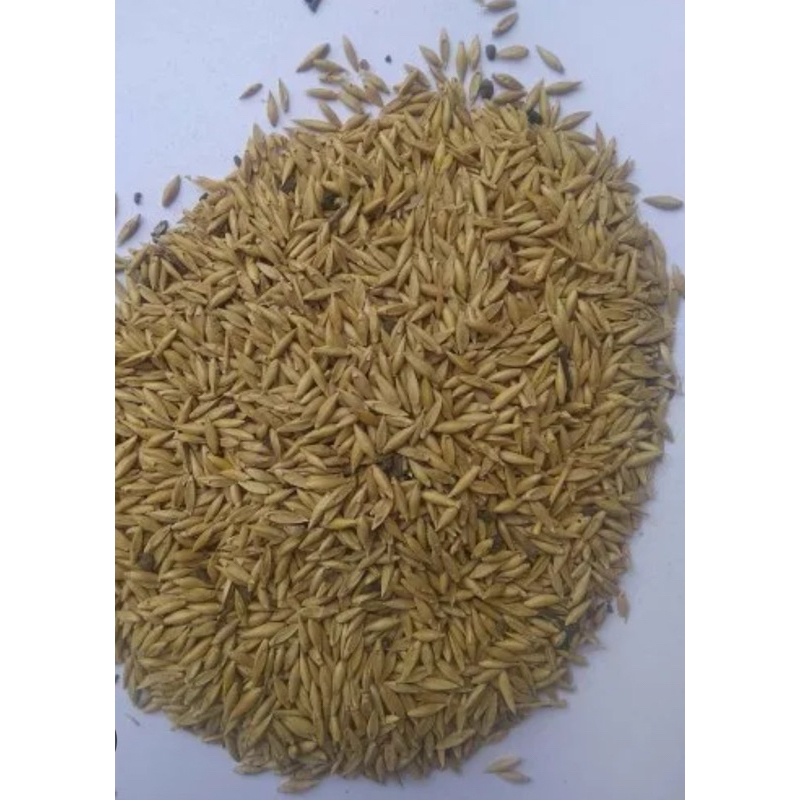 Nellu/Padi/Paddy (1kg) | Shopee Malaysia