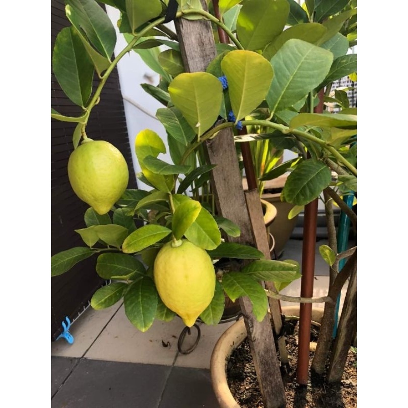 anak pokok lemon thailand | Shopee Malaysia