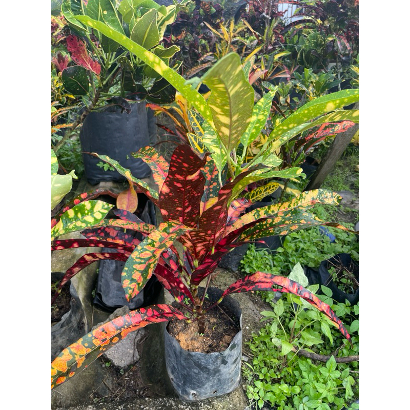 Pokok Bunga Puding Tanaman Hiasan | Shopee Malaysia