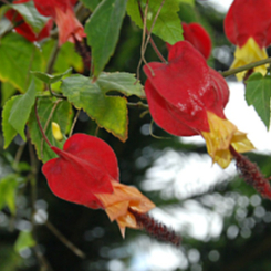 HAPPI GO 1 POT BUNGA TANG LONG | Shopee Malaysia