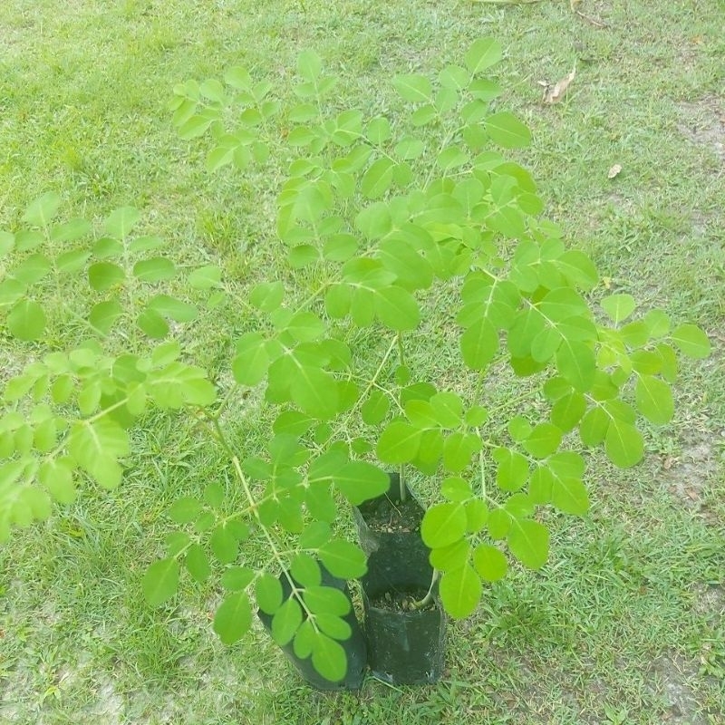 Anak pokok Moringga/ Daun Kelor/ Murunggai Buah Tak Pahit | Shopee Malaysia