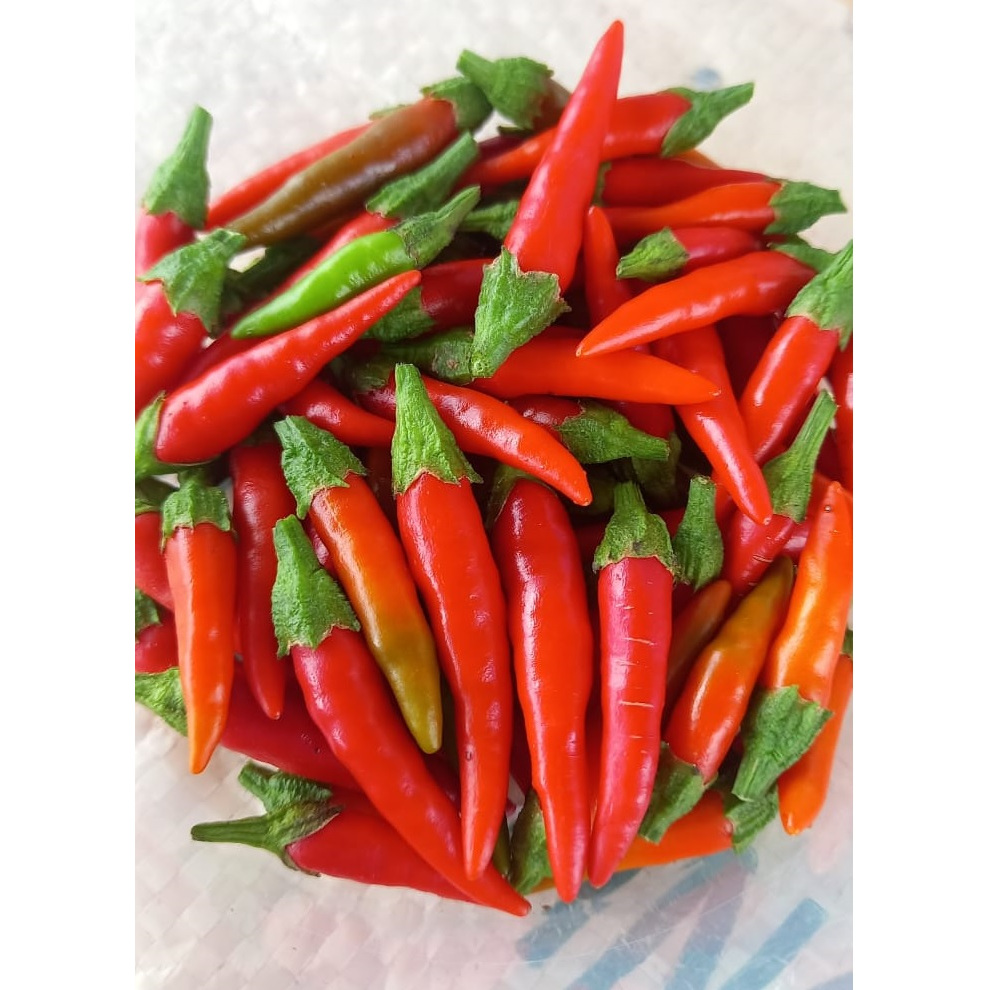 Cili Padi Kampung Segar 100gm/500gm *Pedas level Kampung* Small Chile ...