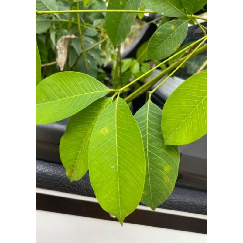 pokok Getah,pokok getah | Shopee Malaysia