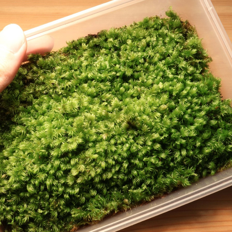 🌱Mossy🌱 Foxtail Moss (Terrarium & Paludarium Plant) | Shopee Malaysia