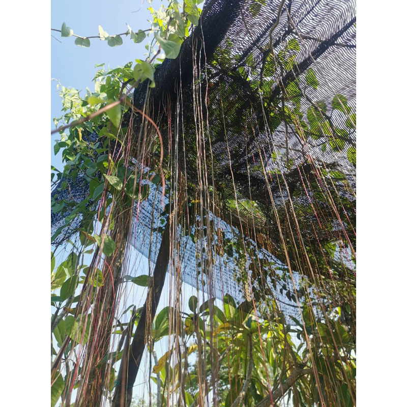 Princess Vine Cutting with root Cissus Nodosa Curtain Vine Climbing ...
