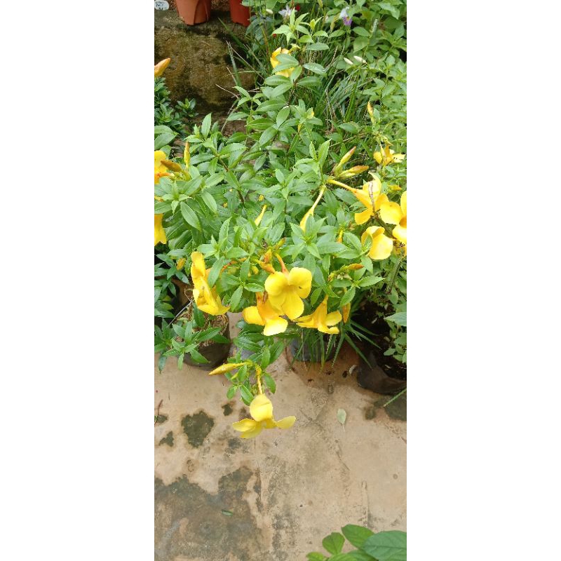 6Keratan Pokok bunga alamanda kuning | Shopee Malaysia