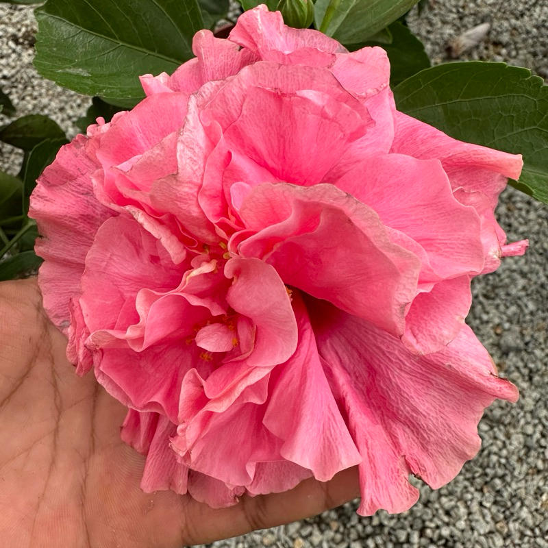 🔥HOT ITEM🔥 BUNGA RAYA HYBRID / HYBRID HIBISCUS PLANT / BUNGA RAYA BATIK ...