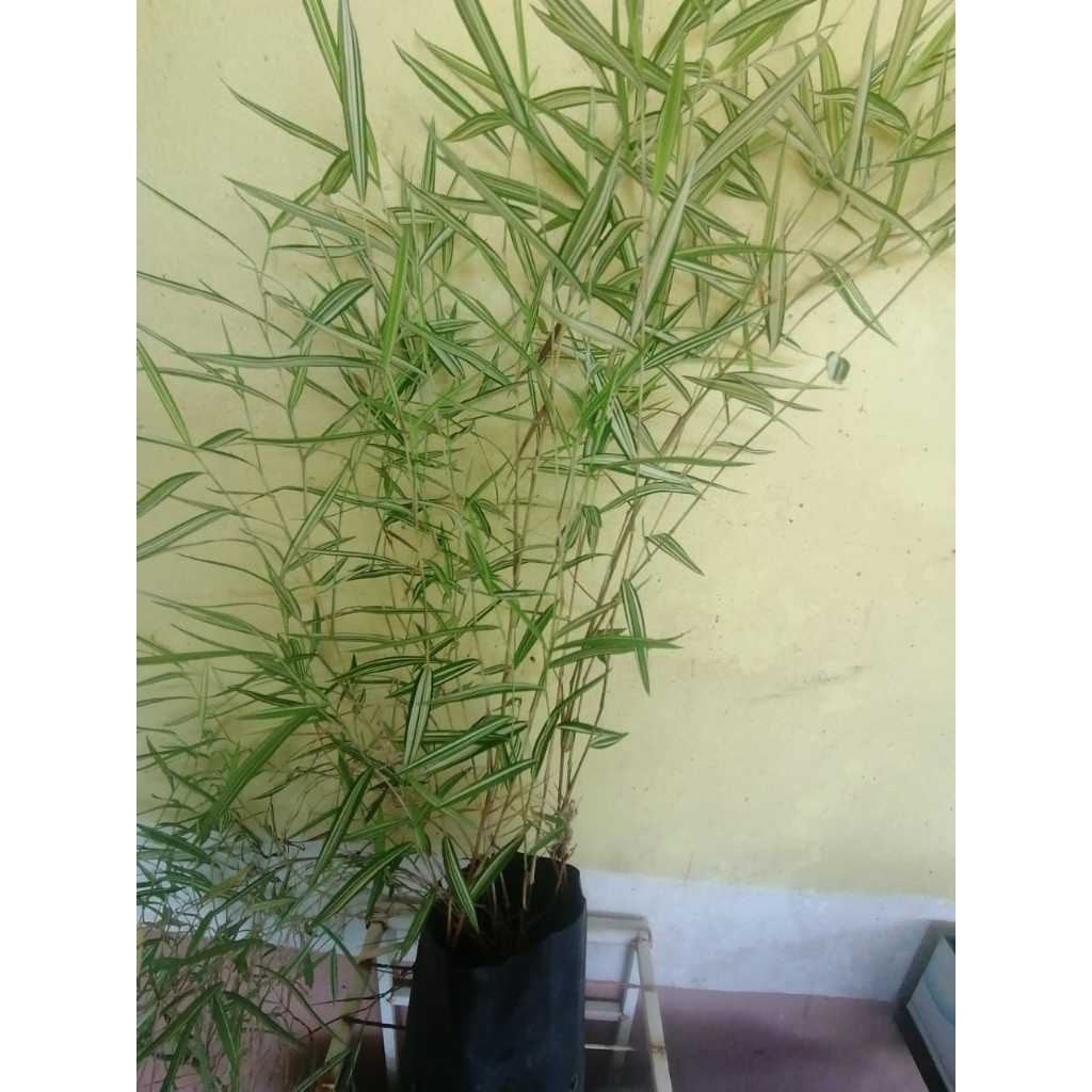 pokok buluh perindu batik stabil, dlm polybag utk indoor & outdoor ...