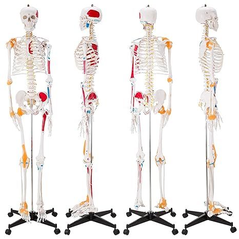 Full Articulated Skeleton WITH MUSCLES AND LIGAMENTS, Human Anatomical ...