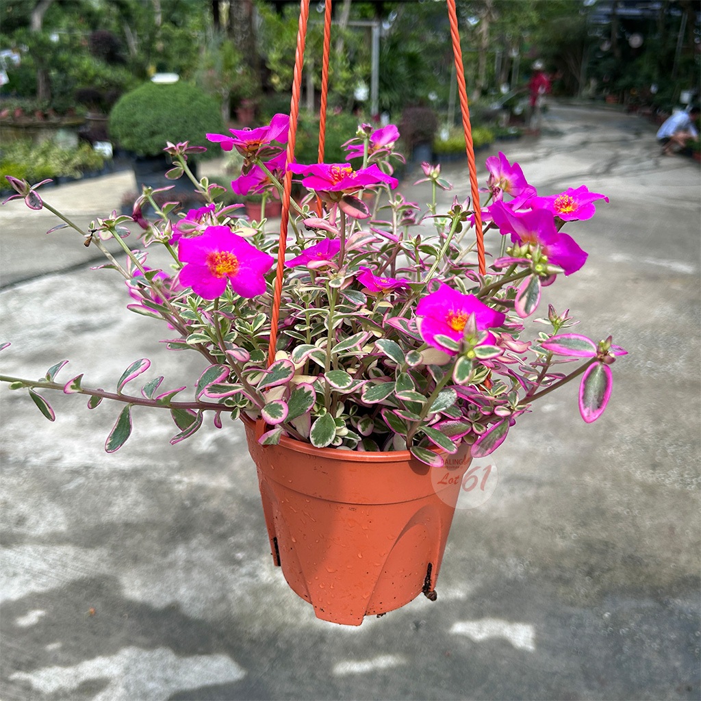 [Paling Horticulture Sdn Bhd] Japanese Rose Variegated | Portulaca ...