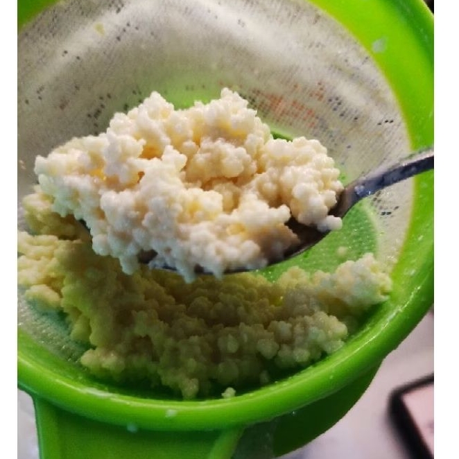 Ibu kefir,kefir grains probiotic (Muslim fermenter) 10g | Shopee Malaysia