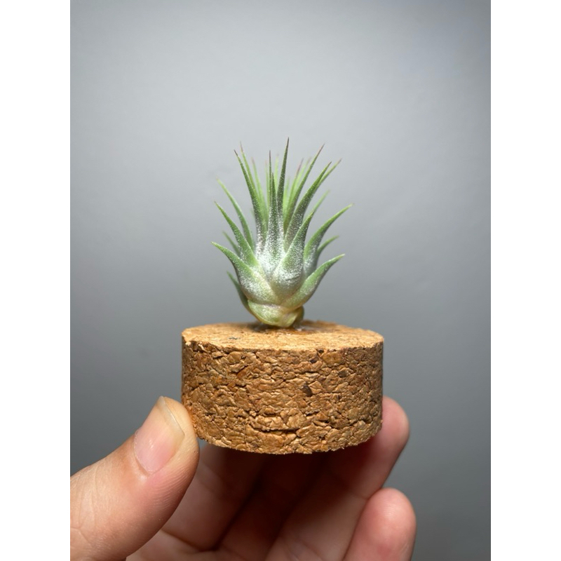 Airplant Tillandsia ionantha Penito | Shopee Malaysia