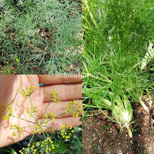 Mixed 40-50 pcs Seed Biji Benih 种子/ Dill Adas Sowa/ Daun Stubble Fennel ...