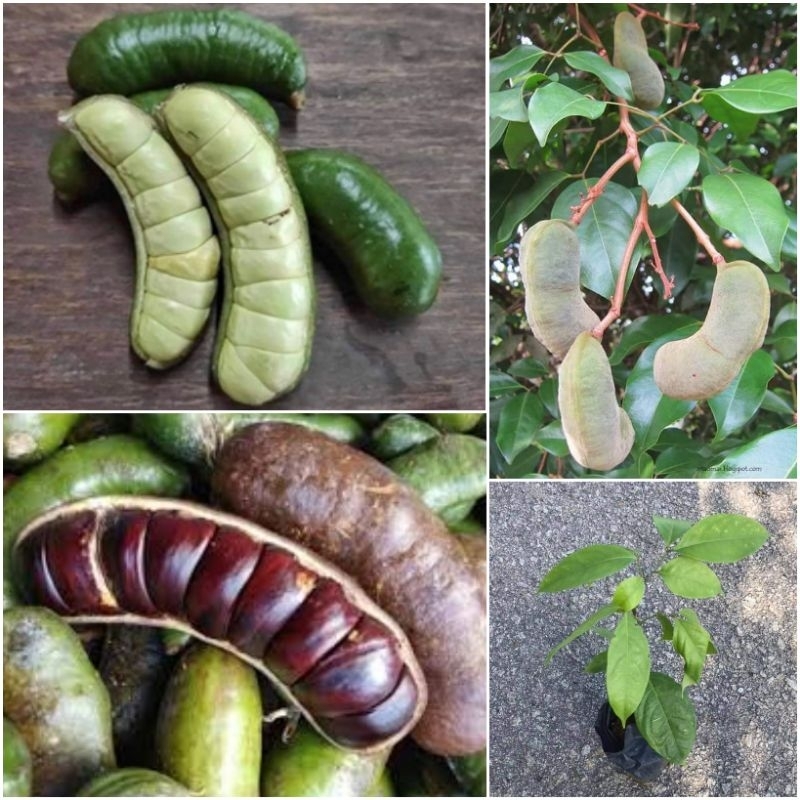 Pokok Ulam Kerdas genuak herba ulaman unik herb | Shopee Malaysia