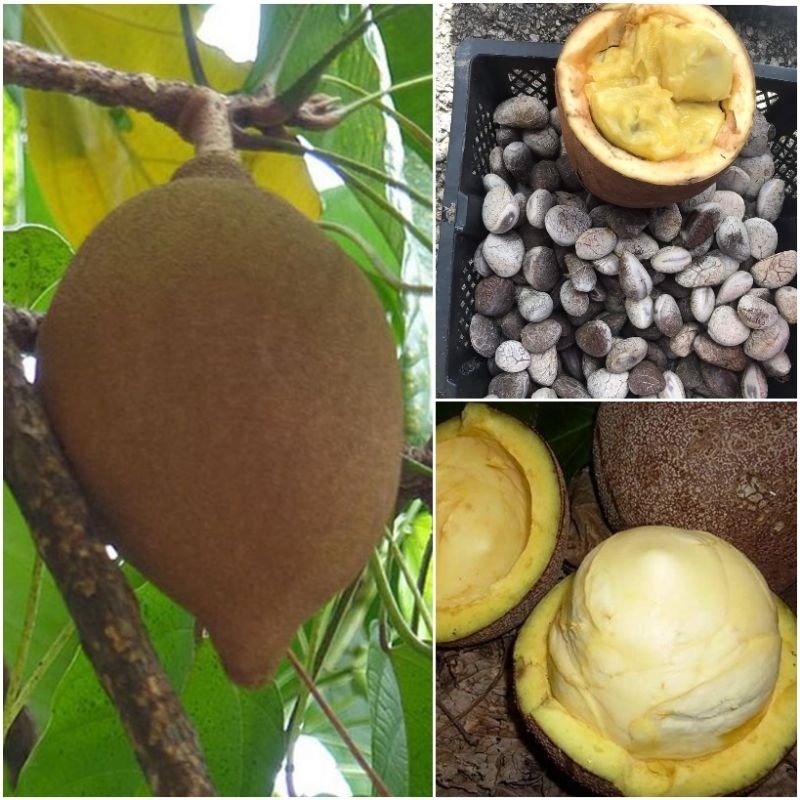 Pokok Buah Kepayang keluak rare unik nadir plant | Shopee Malaysia