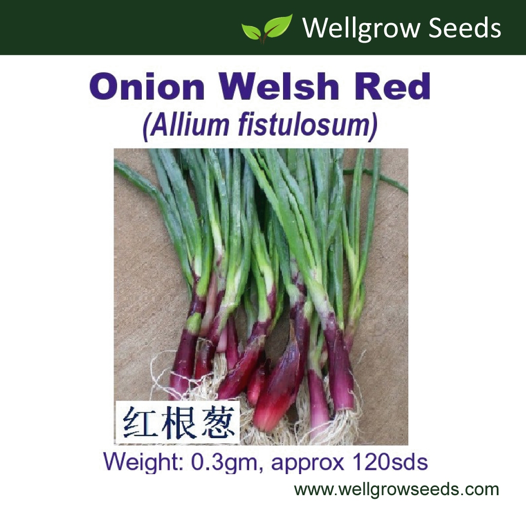 Onion Welsh Red (0.3gm ≈120sds) 红根葱 Bawang Merah Welsh Vegetable Seeds ...