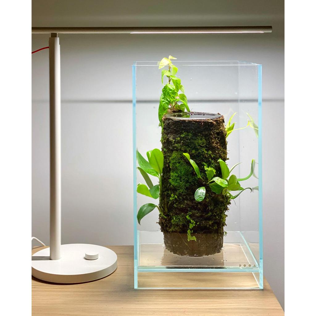 DOOA Terra Base S/M/L for keeping small plant,moss growing in a state close to the condition of ...