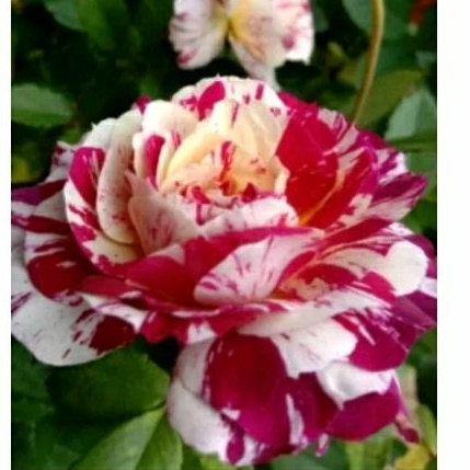 Pokok bunga Mini Ros tahan panas mudah hidup, satu pasu ada 1atau 2 pokok | Shopee Malaysia