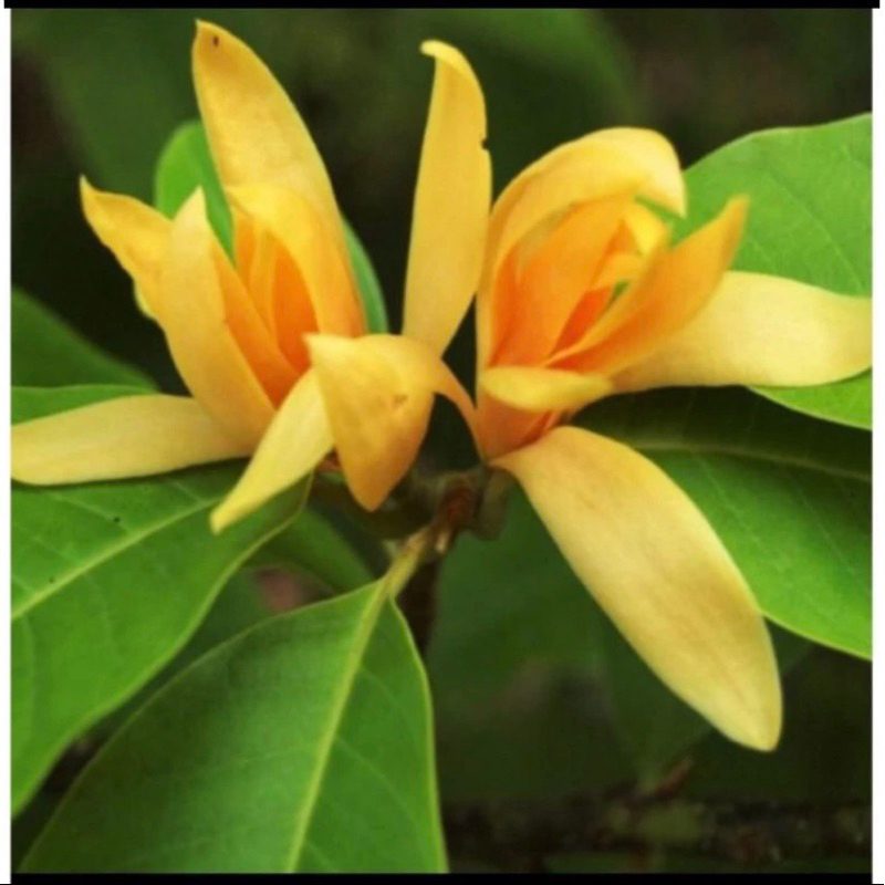 Pokok cempaka kuning Thai/michelia Alba / magnolia | Shopee Malaysia