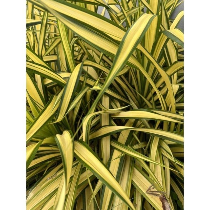 Pokok Pandan Kuning Batik | Shopee Malaysia