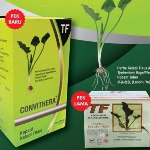 💥💥Herba Keladi Tikus By Convithera (Original HQ) Original HQ 100%💥💥💥 ...