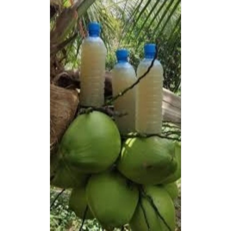 Air Nira Kelapa Pandan @ Tuak Asli dari Kelantan | Shopee Malaysia