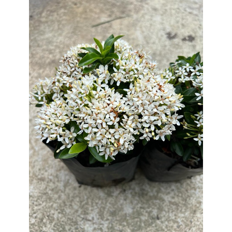 Ixora Bunga Putih : Jenjarum : kedai sayur rawang | Shopee Malaysia