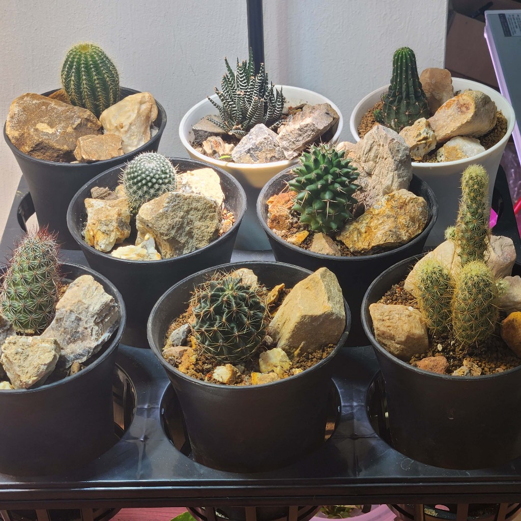 Plant Pot Kaktus REAL LIFE CACTUS (RANDOM PICK/ SPECIFIC TYPE) POKOK ...